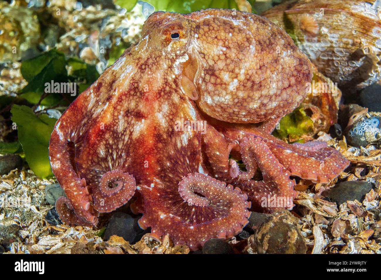 Octopus rubescens -Fotos und -Bildmaterial in hoher Auflösung – Alamy