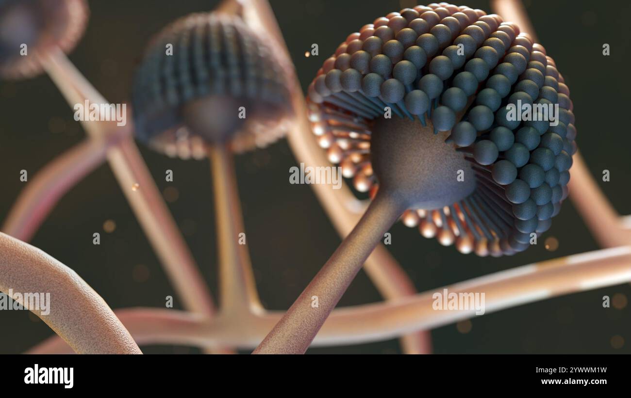 Aspergillus gattung -Fotos und -Bildmaterial in hoher Auflösung – Alamy