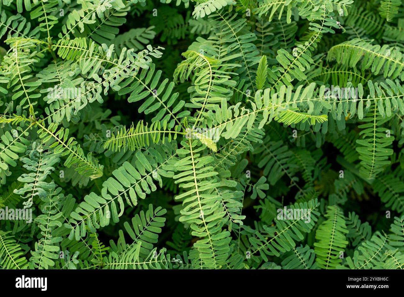 Die Legume Sesbania bispinosa, auch bekannt als Sesbania aculeata, ist ...