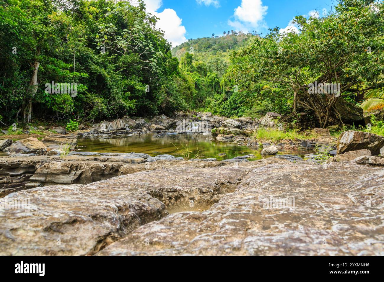 Ein schöner, ruhiger Wald mit einem kleinen Bach, der durch ihn fließt ...