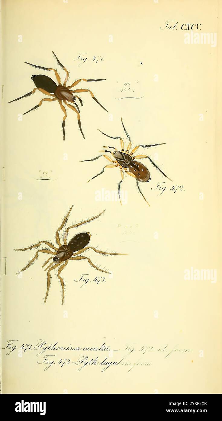 Die illustration zeigt drei verschiedene spinnenarten -Fotos und ...