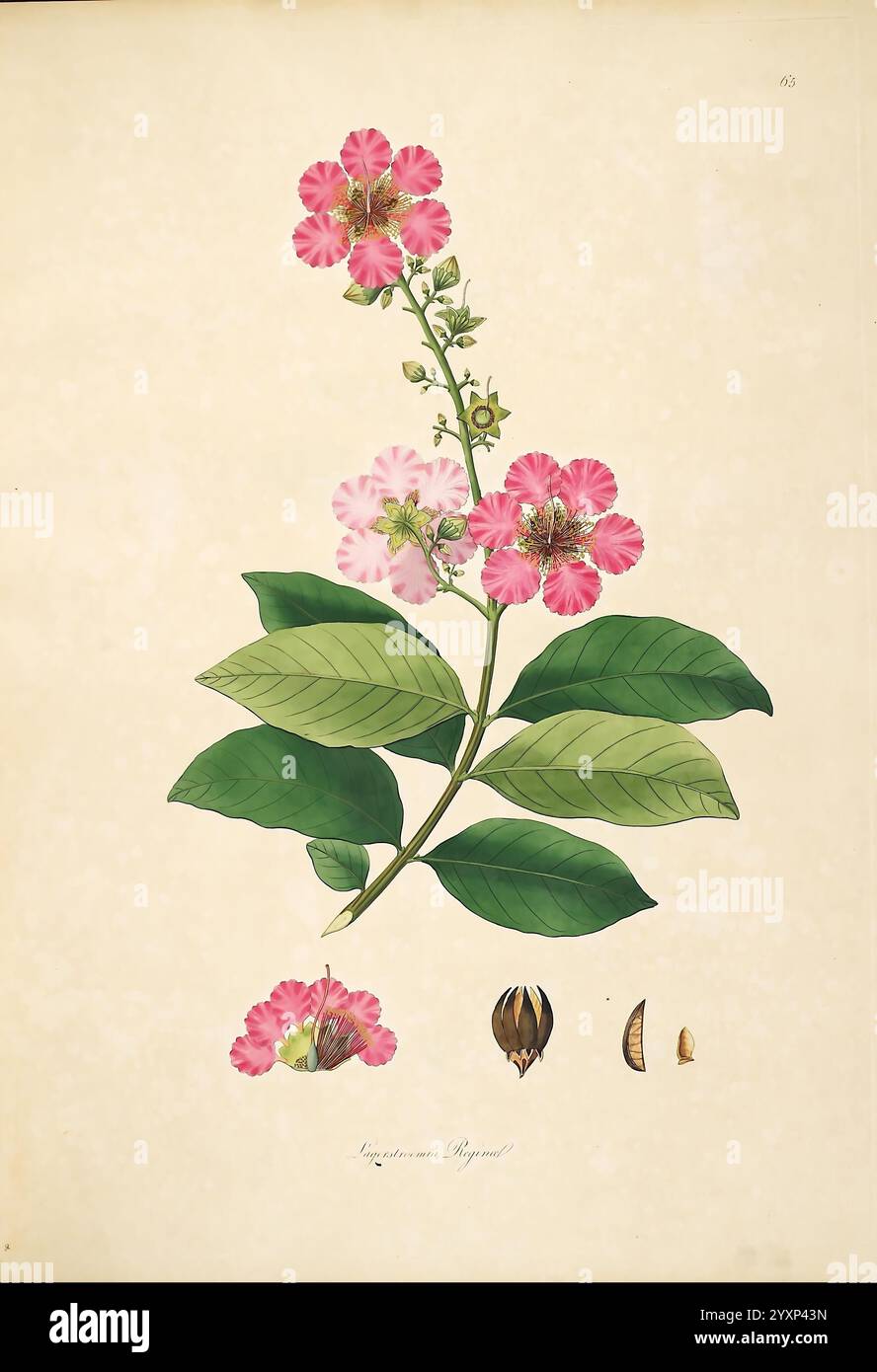 Lagerstroemia regiae -Fotos und -Bildmaterial in hoher Auflösung – Alamy