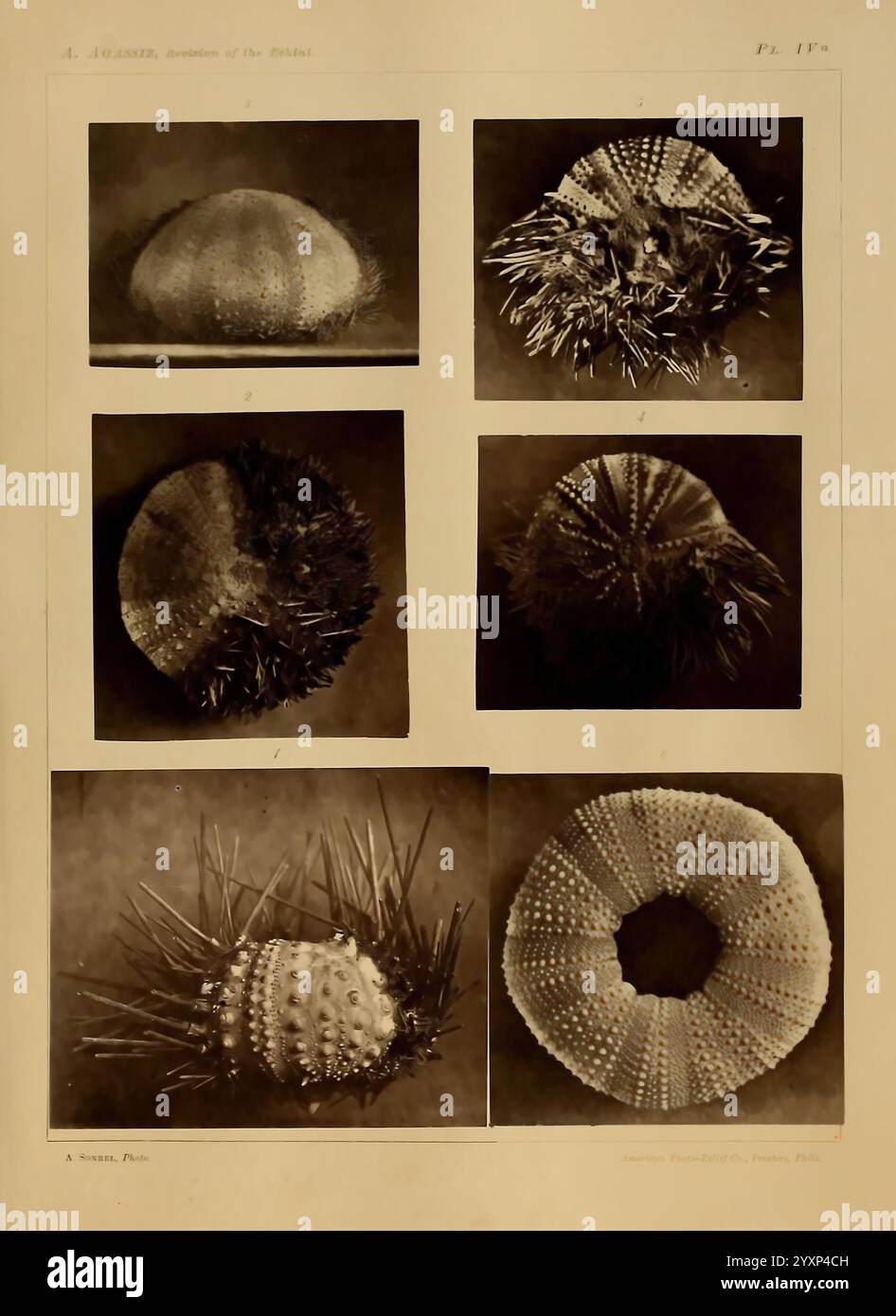 Echini cambridge -Fotos und -Bildmaterial in hoher Auflösung – Alamy