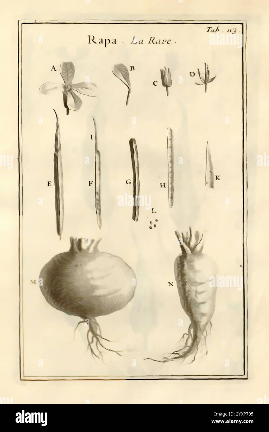 Joseph Pitton de Tournefort, Institutiones rei herbariae, Parisiis, E Typographia Regia, 1700 ...