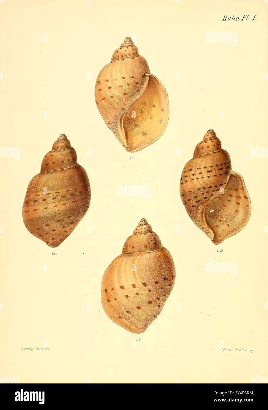 Conchologia Iconica oder Illustrationen of the Muscheln of Molluscous ...