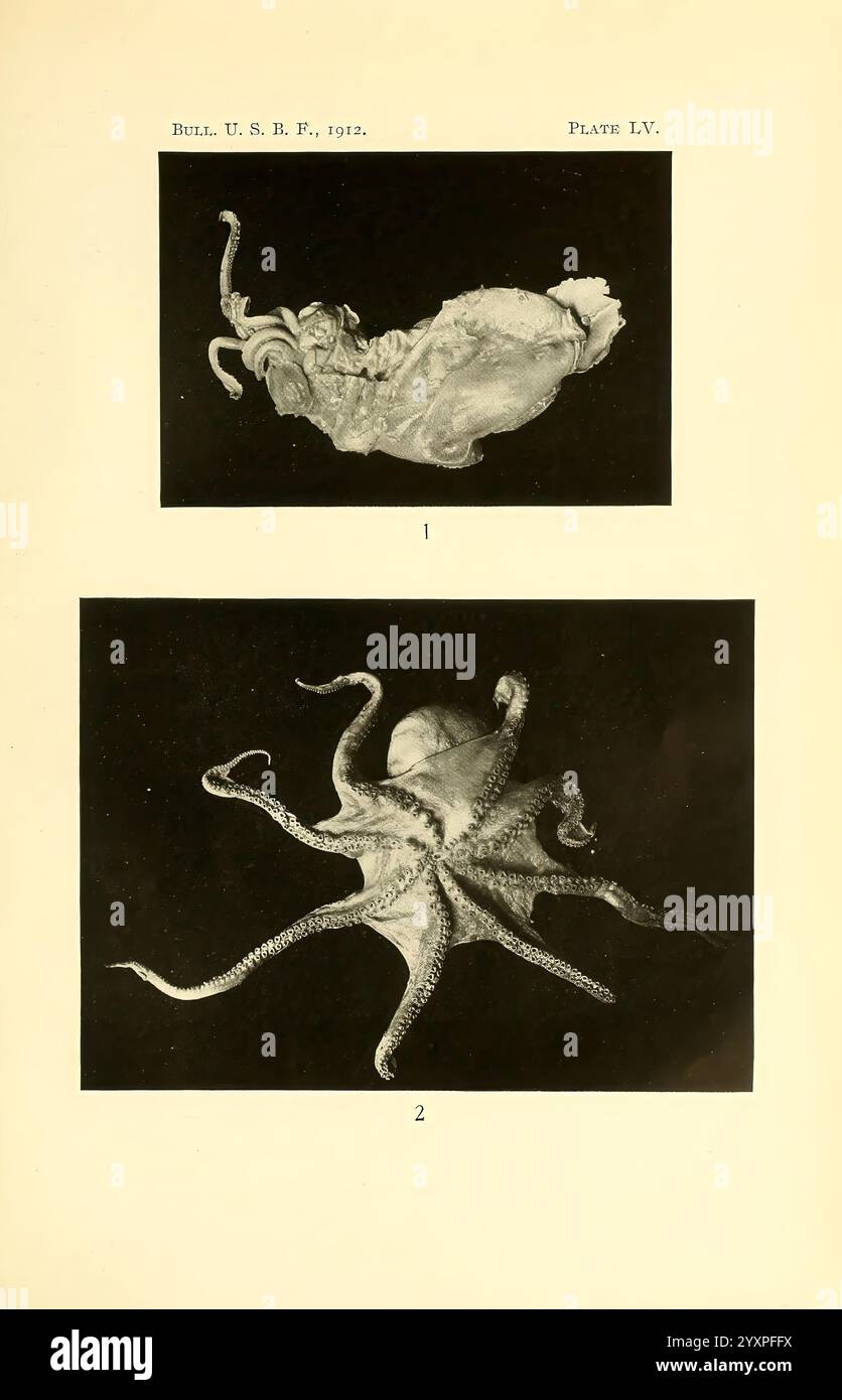 Feinheiten der oktopus anatomie -Fotos und -Bildmaterial in hoher ...