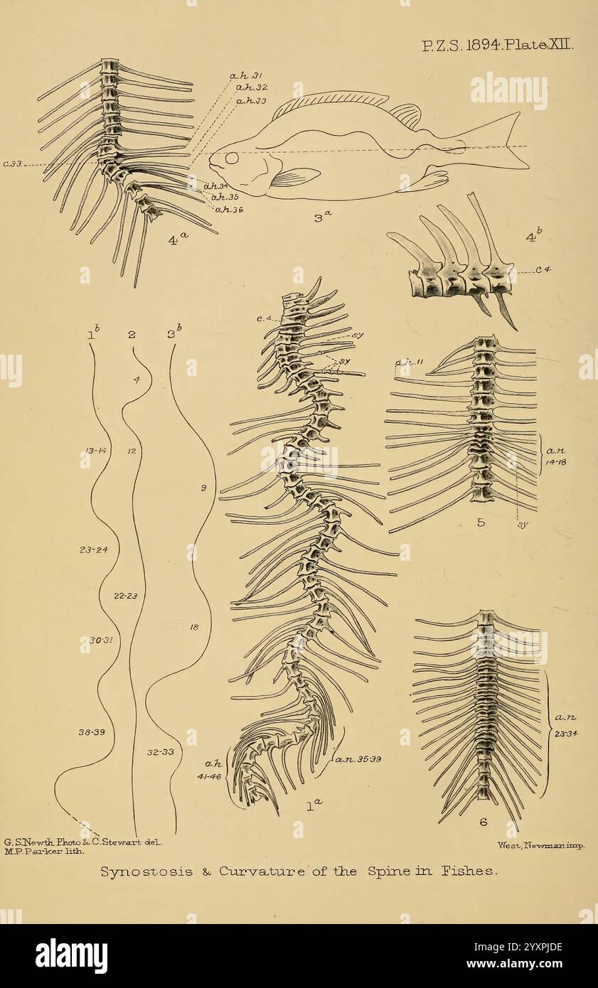 Proceedings of the Zoological Society of London, London, Academic Press ...