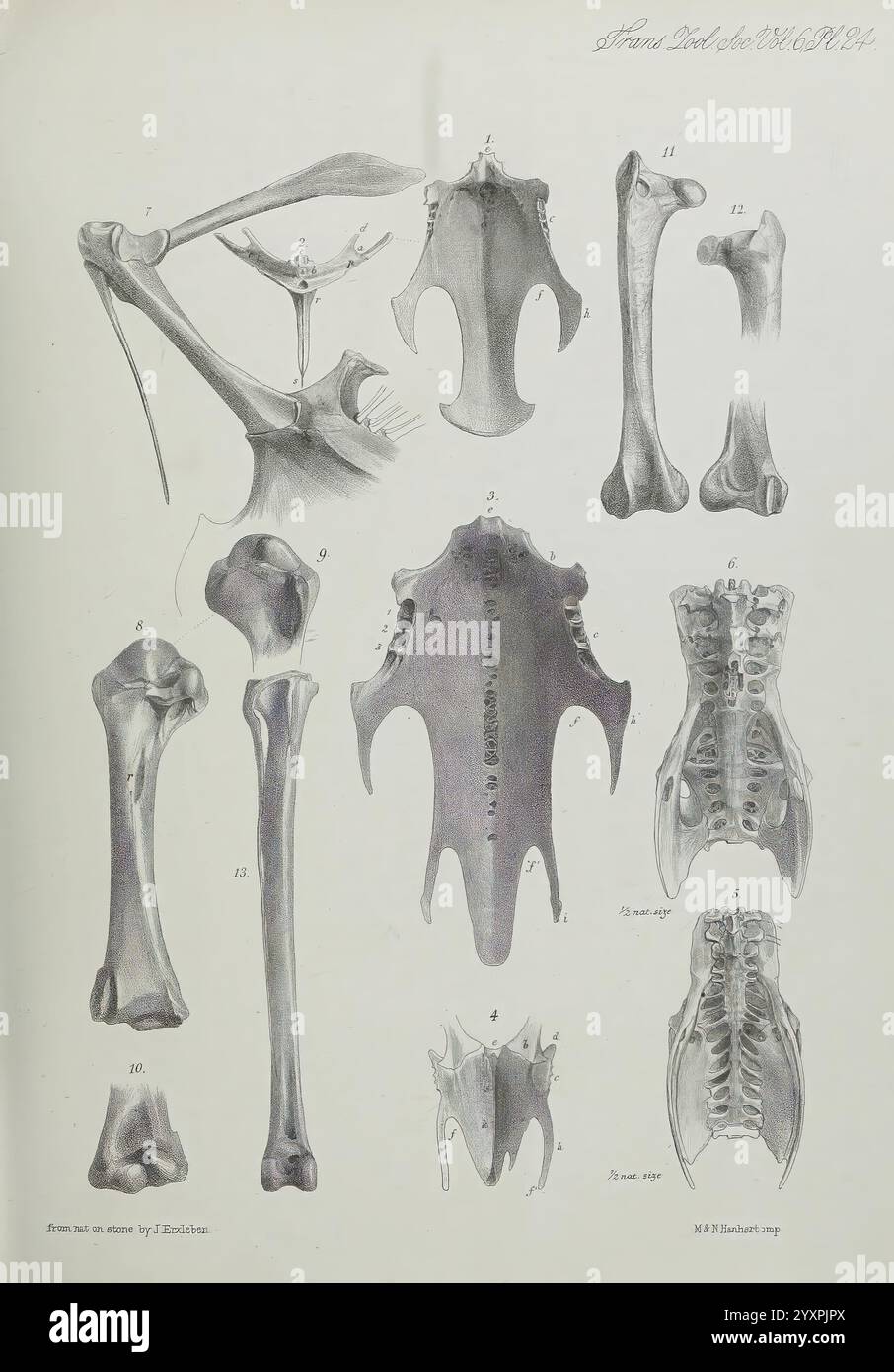 Transaktionen, of, the, Zoological, Society, of, London, London ...