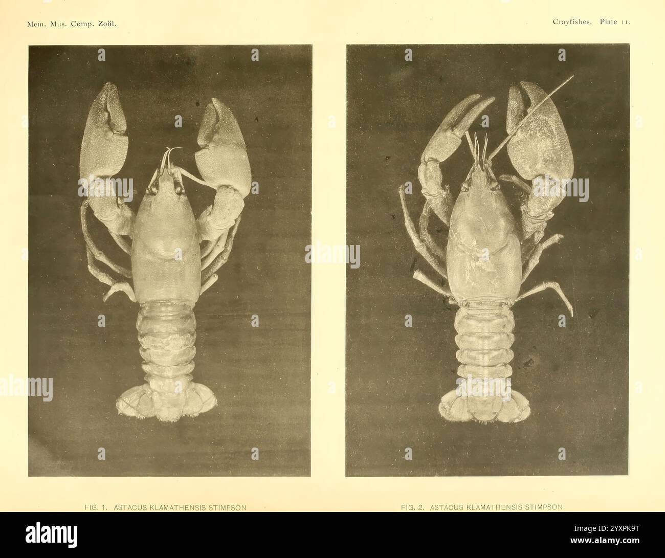 Notizen über die Krebse im United States National Museum und im Museum ...