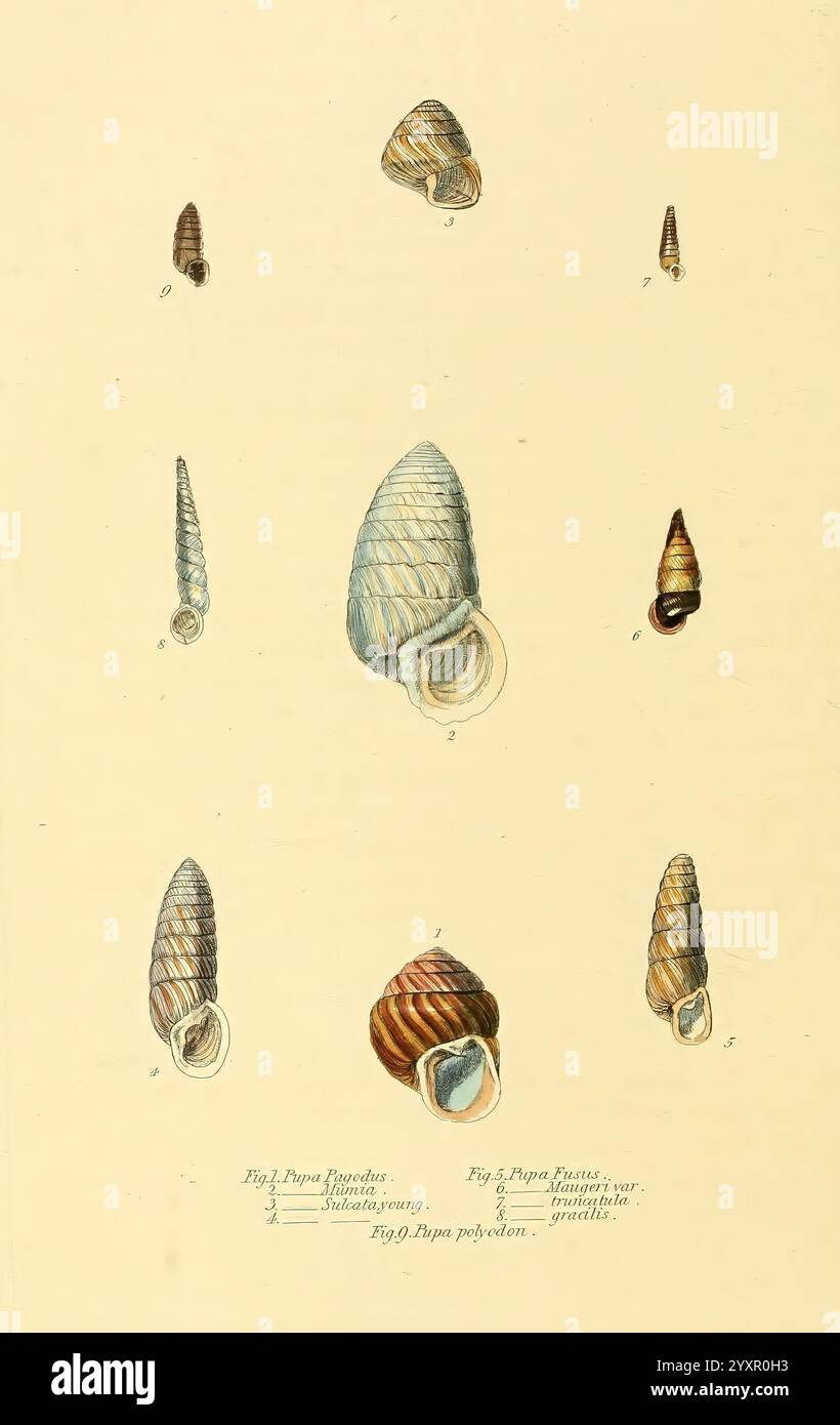 Kontext der taxonomie -Fotos und -Bildmaterial in hoher Auflösung – Alamy