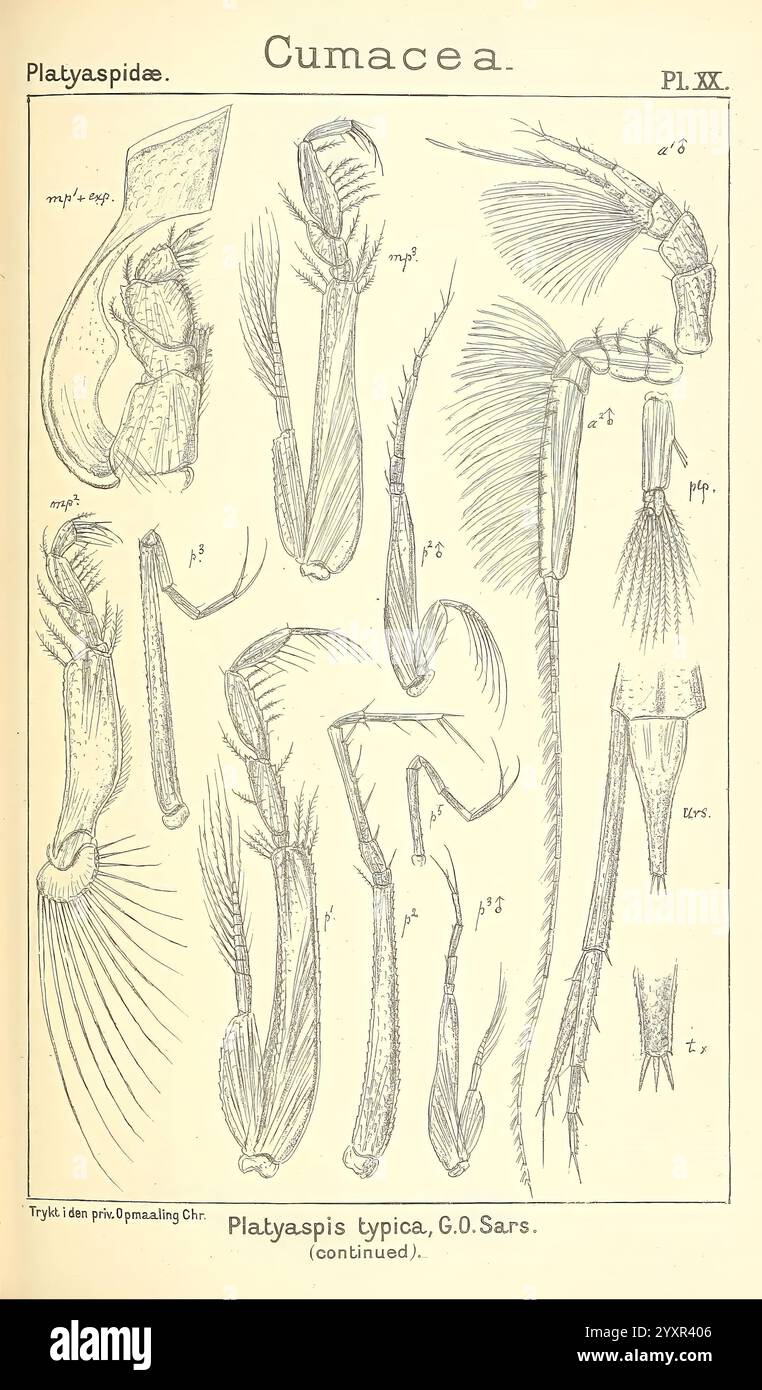 Hervorhebung verschiedener morphologischer merkmale -Fotos und ...