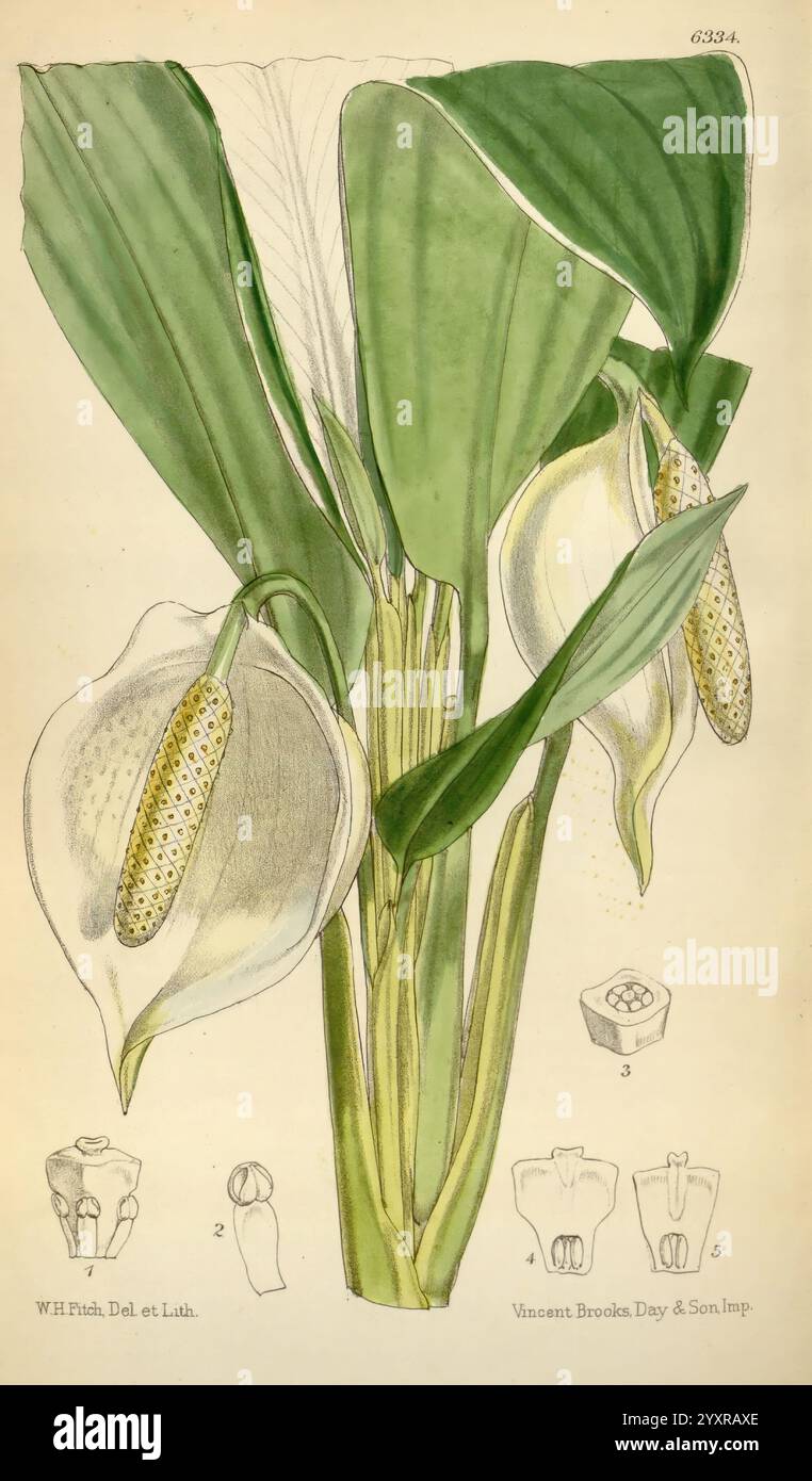 Curtis's Botanical Magazine London, New York usw. Botanische ...