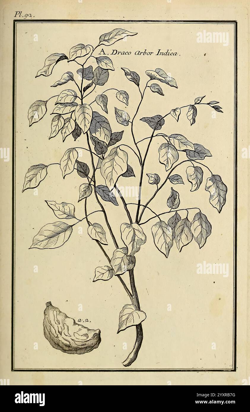 Draco arbor indica -Fotos und -Bildmaterial in hoher Auflösung – Alamy