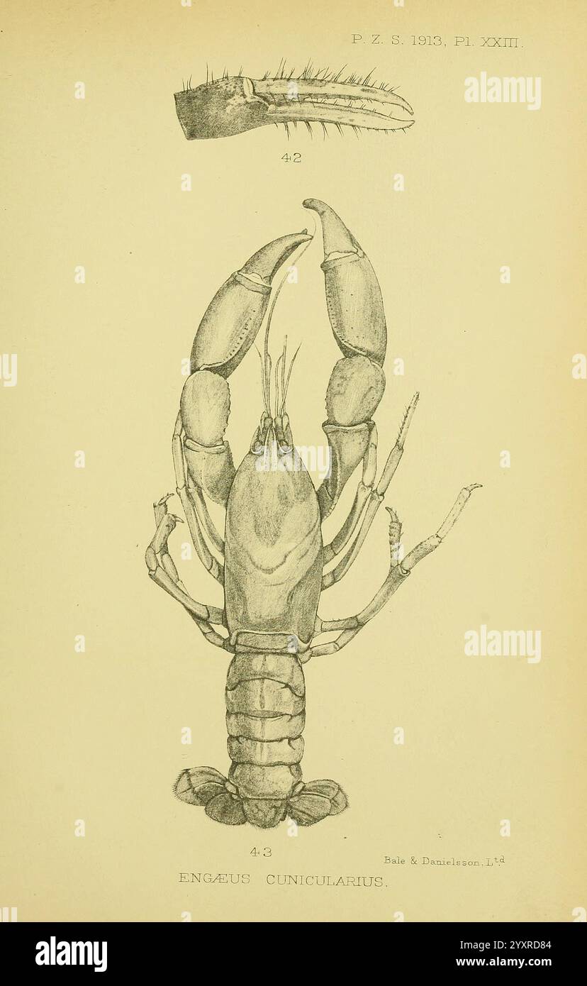 Anatomische funktion -Fotos und -Bildmaterial in hoher Auflösung – Alamy