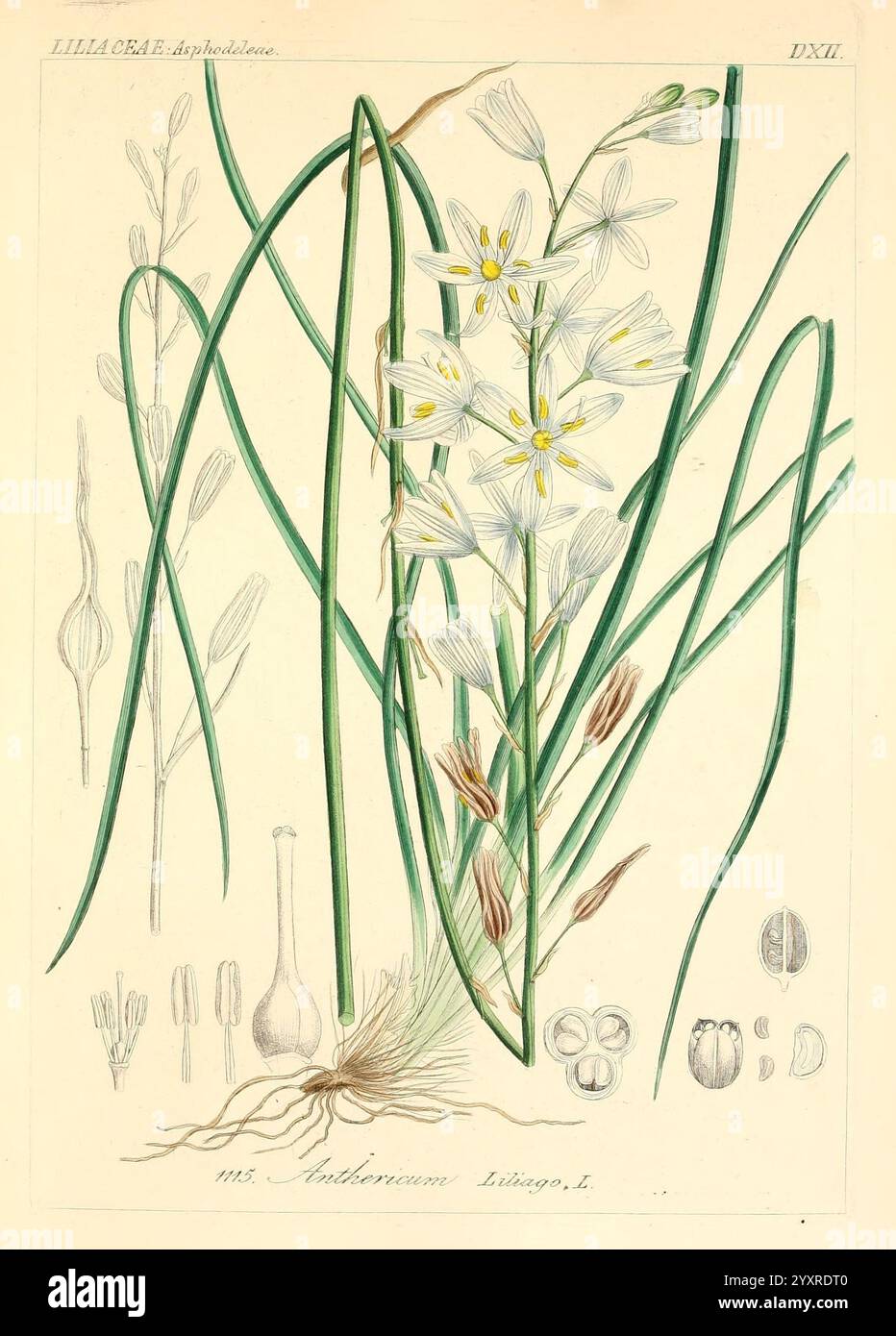 Androstephium coeruleum -Fotos und -Bildmaterial in hoher Auflösung – Alamy