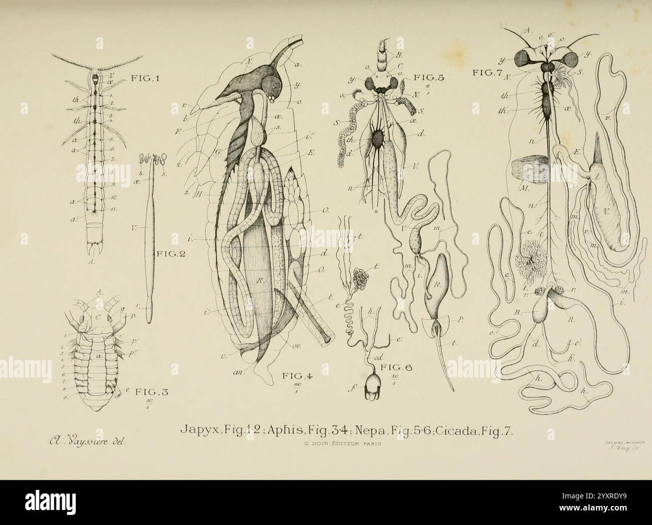 Diagramme verschiedener morphologischer merkmale von insekten -Fotos ...