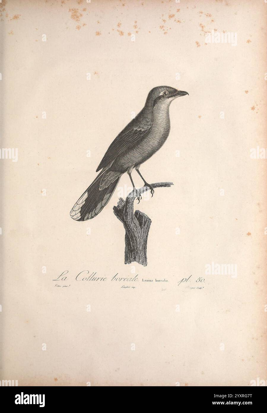 La colombe hurlrich -Fotos und -Bildmaterial in hoher Auflösung – Alamy