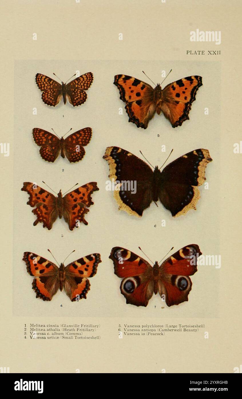 Insecte, Life, London, A. & C. Black, ltd, 1921, Arthropoda ...