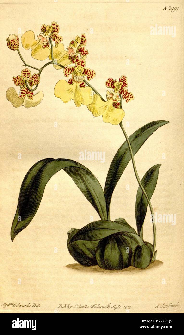 Curtis oncidium bifolium taxonomie -Fotos und -Bildmaterial in hoher Auflösung – Alamy