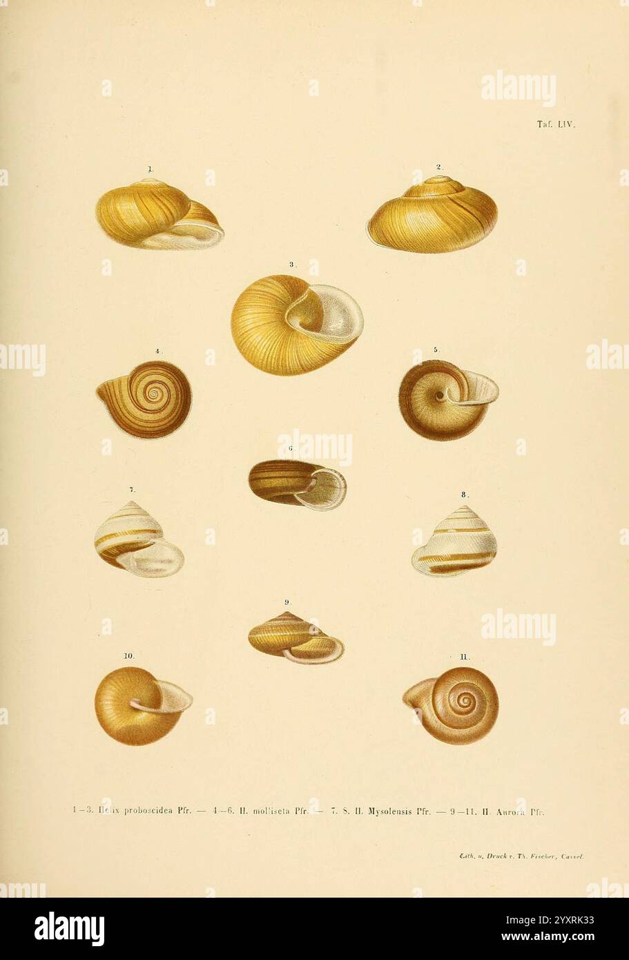 Helix mysolensis -Fotos und -Bildmaterial in hoher Auflösung – Alamy