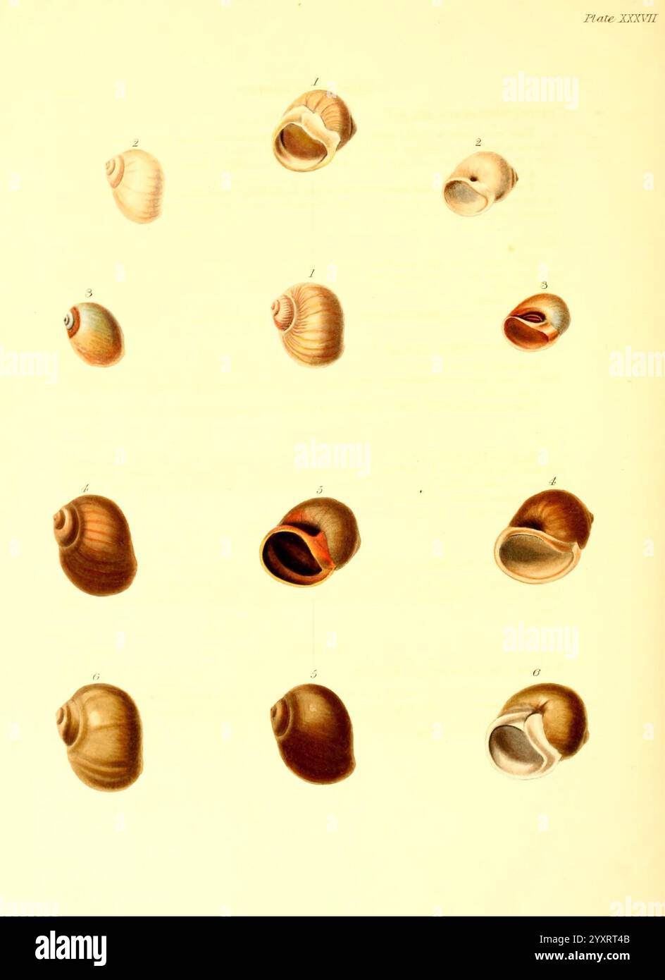 Die Zoologie von Captain Beecheys Reise, 1839. Amerika, Muscheln ...