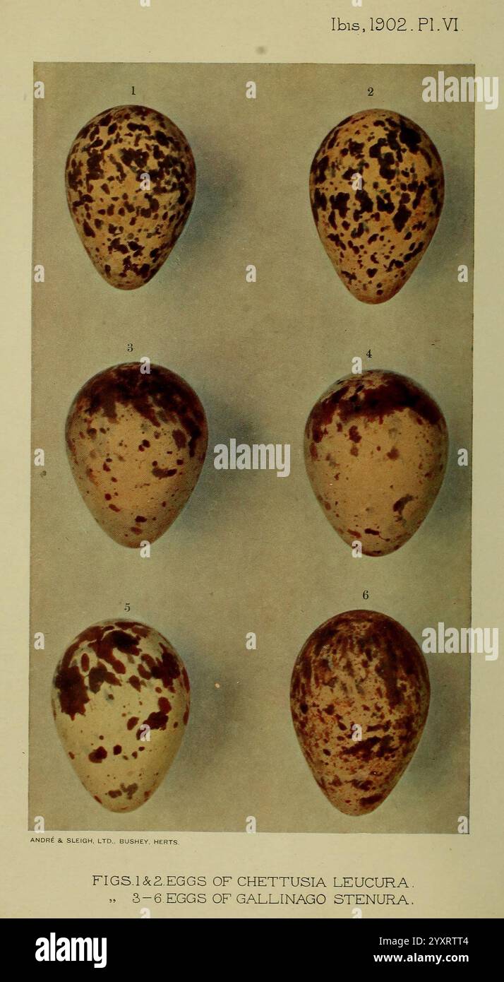 Sechs detailreiche illustrationen -Fotos und -Bildmaterial in hoher ...