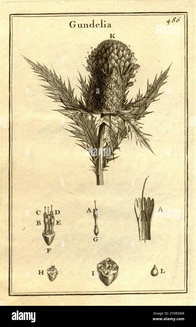 Josephi Pitton Tournefort Institutiones rei herbariæ Parisiis E ...