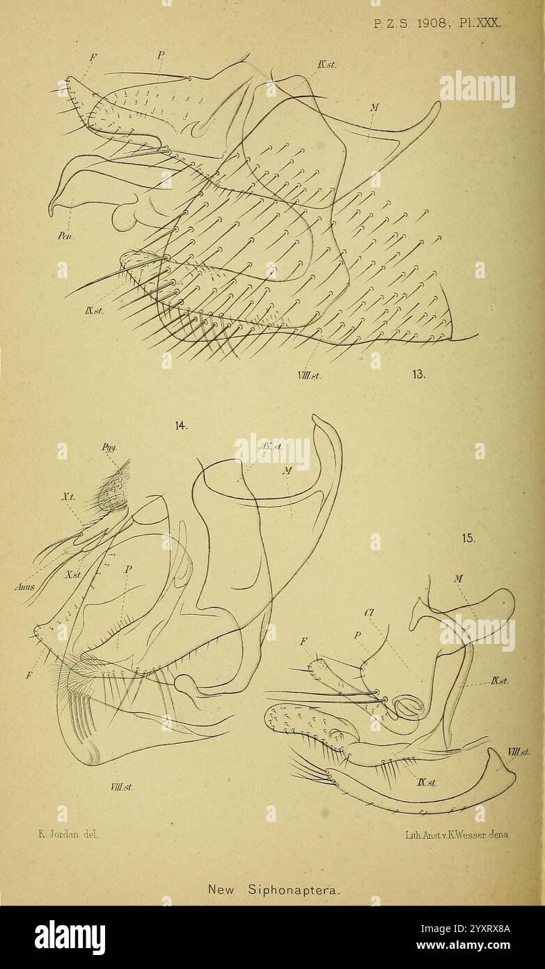 Mehrere detaillierte anatomische diagramme -Fotos und -Bildmaterial in ...