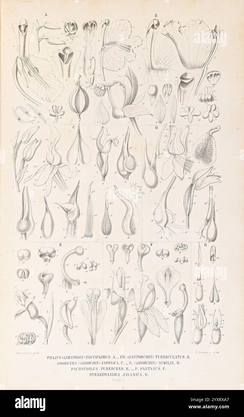 Collection des orchidées les plus remarquables de l'Archipel indien et ...