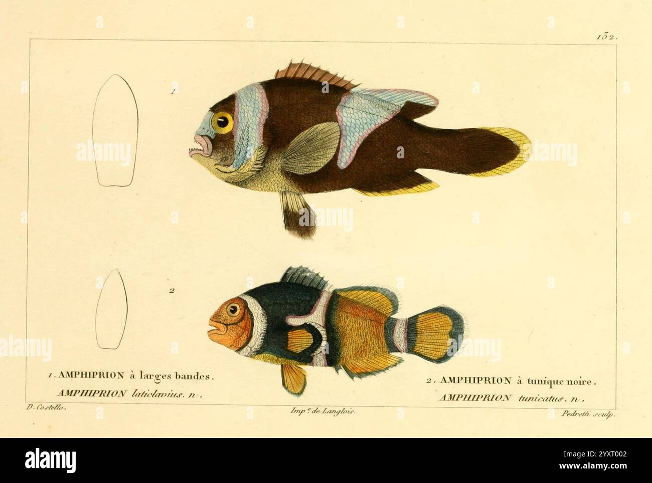 Einzigartige eigenschaften der fische -Fotos und -Bildmaterial in hoher ...
