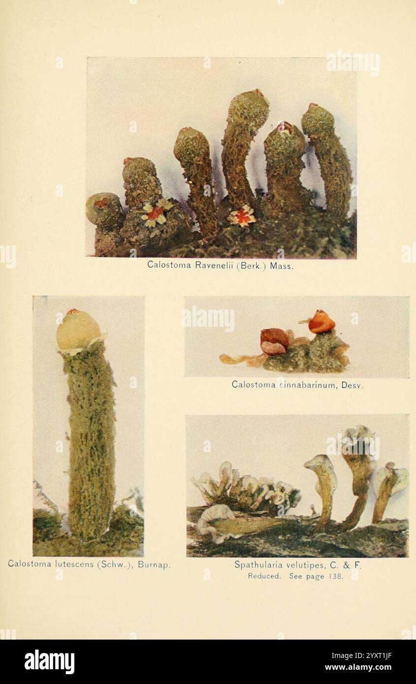 Calostoma lutescens -Fotos und -Bildmaterial in hoher Auflösung – Alamy
