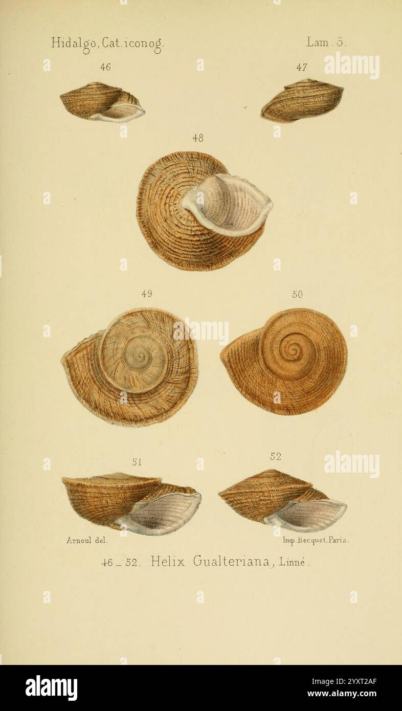 Catalogo iconografico y descriptivo de los moluscos terrestres de ...