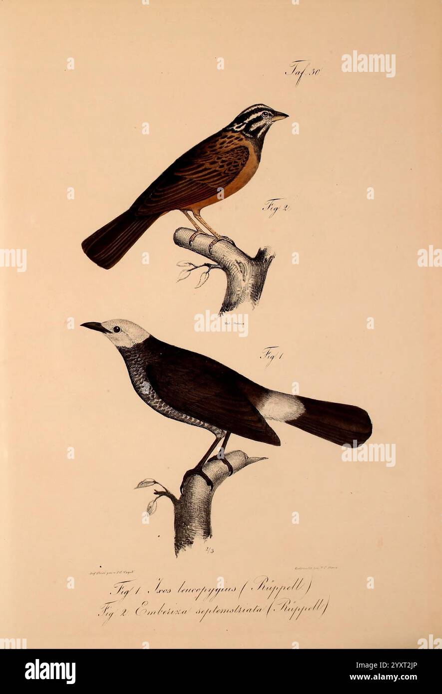 Neue Wirbelthiere zu der Fauna von Abyssinien gehörig, Frankfurt am ...