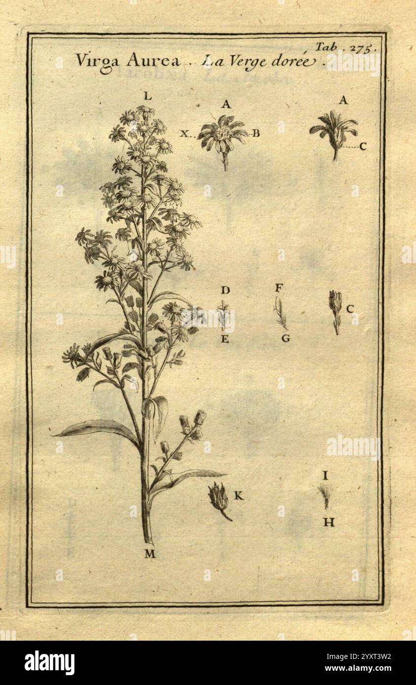 Joseph Pitton de Tournefort, Institutiones rei herbariae, Parisiis, E Typographia Regia, 1700 ...