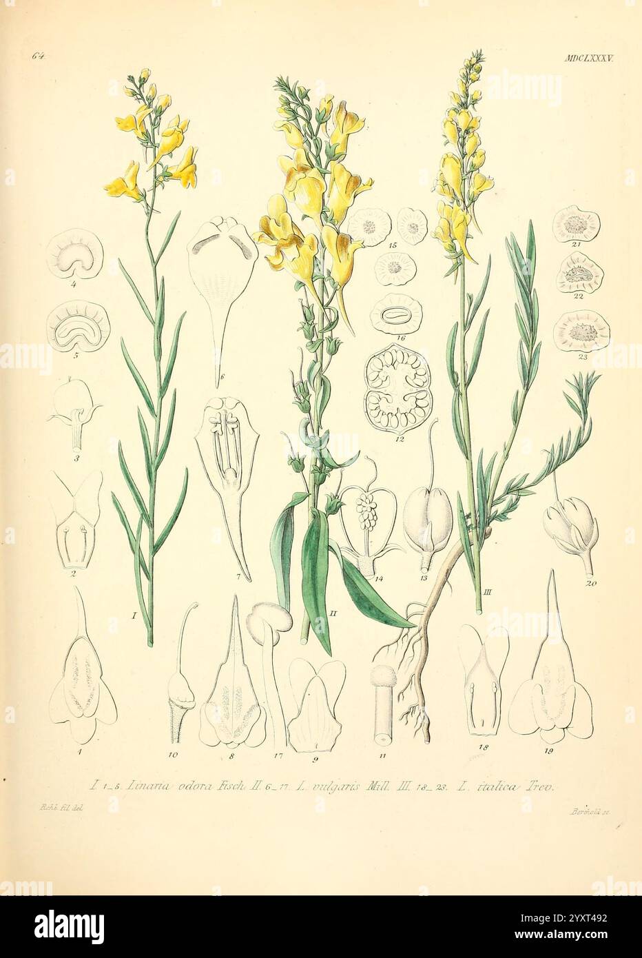 Pflanzengattung linaria -Fotos und -Bildmaterial in hoher Auflösung – Alamy