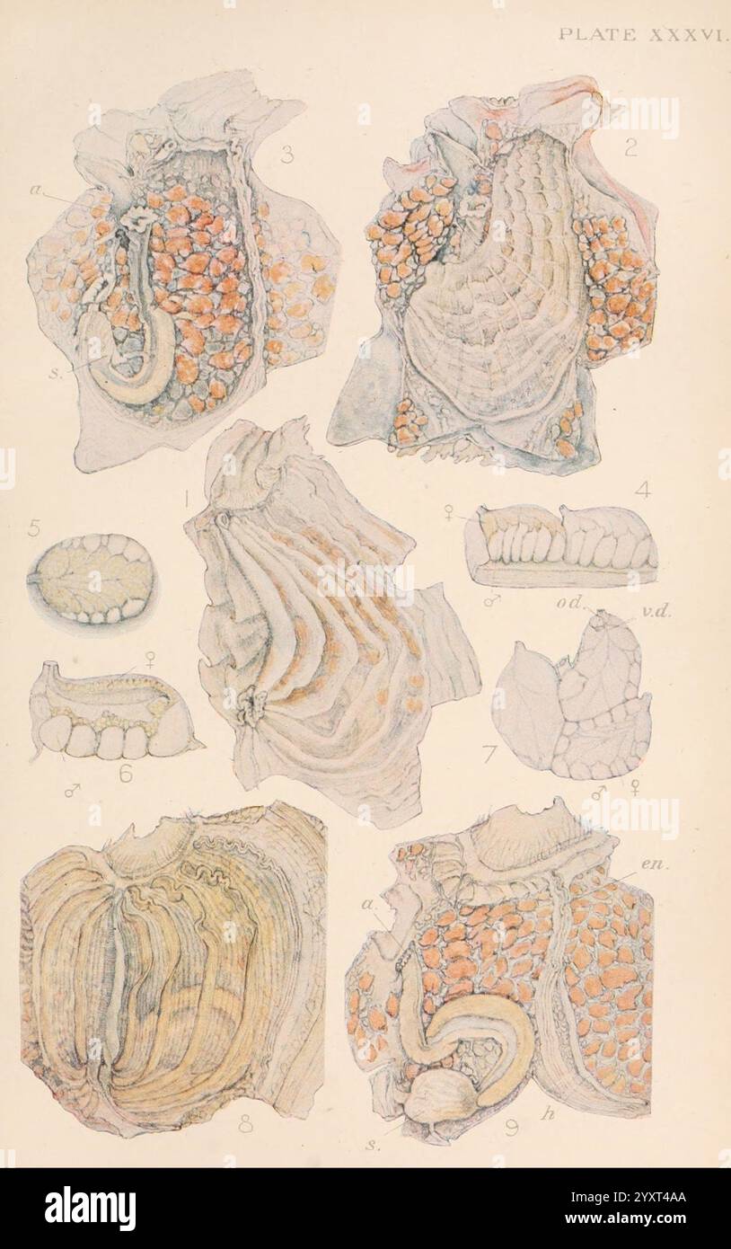 Die Britische Tunicata, London, 1905-12. Sea Squirts, Tunicata, diese ...