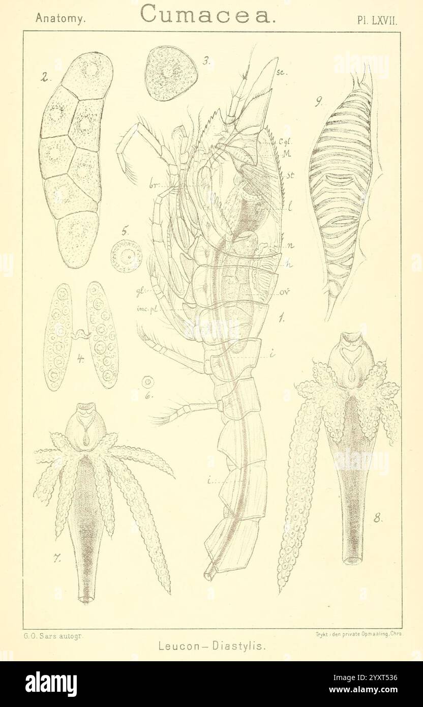 Ein Bericht über die Crustacea von Norwegen Christiania, A. Cammermeyer ...