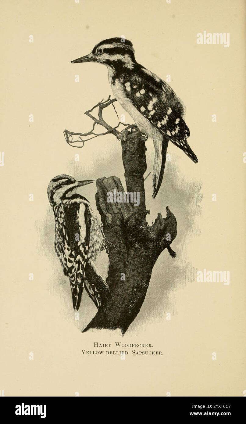 Handbuch, of, Birds, of, Eastern, Nordamerika, 1898, Vögel, Nordamerika, Picoides villosus ...