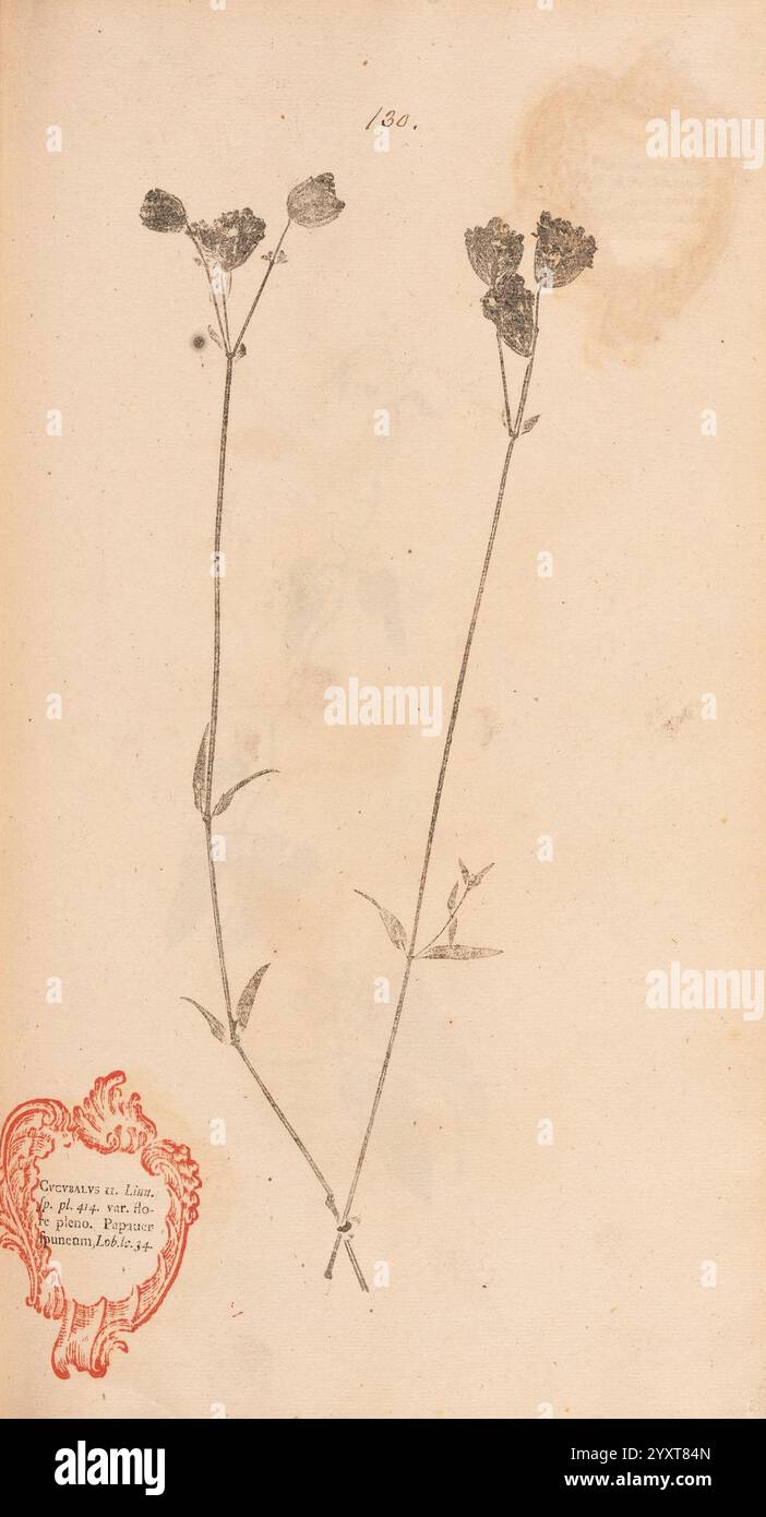 Flora Berolinensis, Berlin, die Schule, 1757-1758, cucubalus, Behen ...