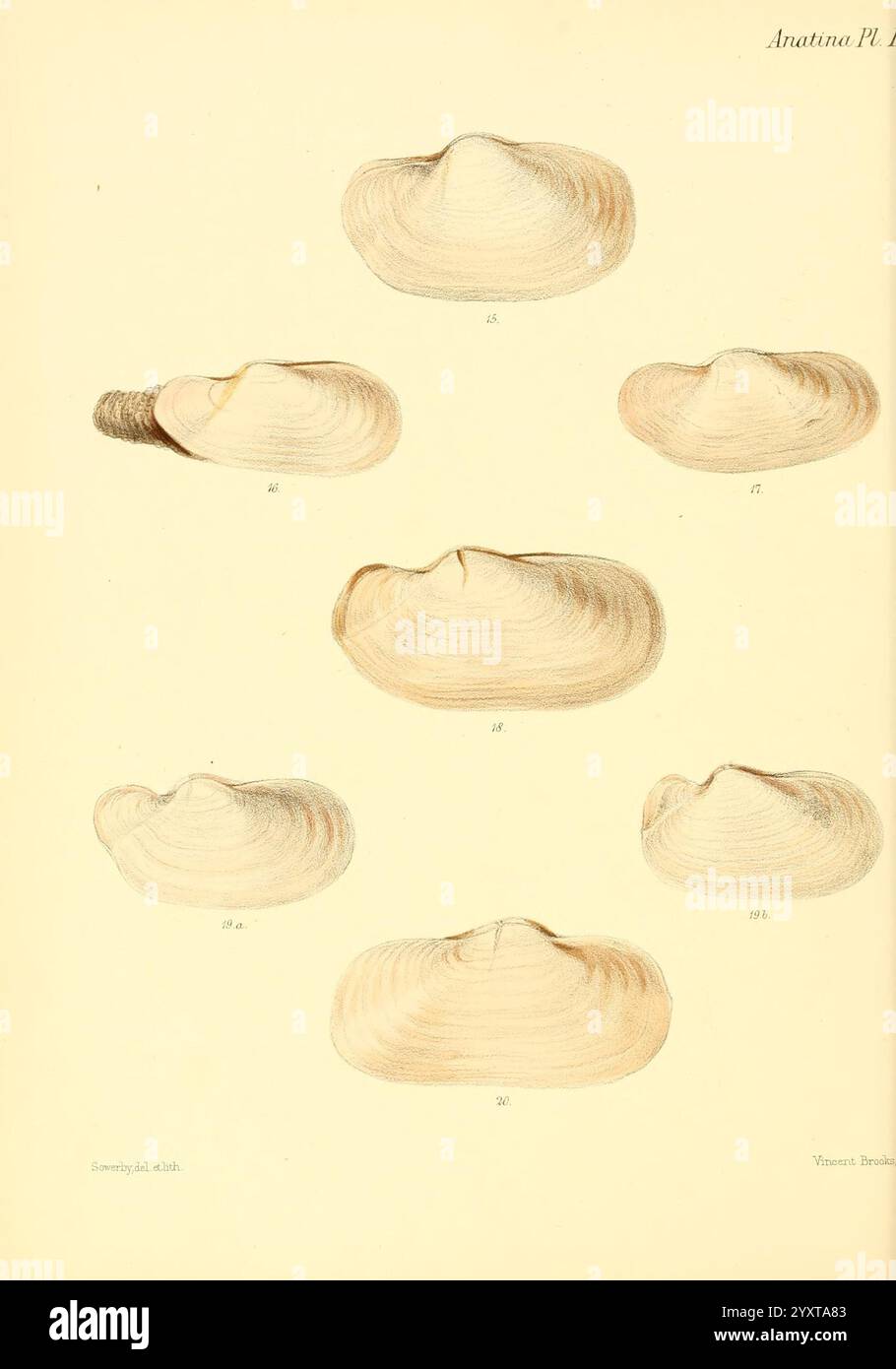 Conchologia iconica oder Illustrationen der Muscheln von Weichtieren ...