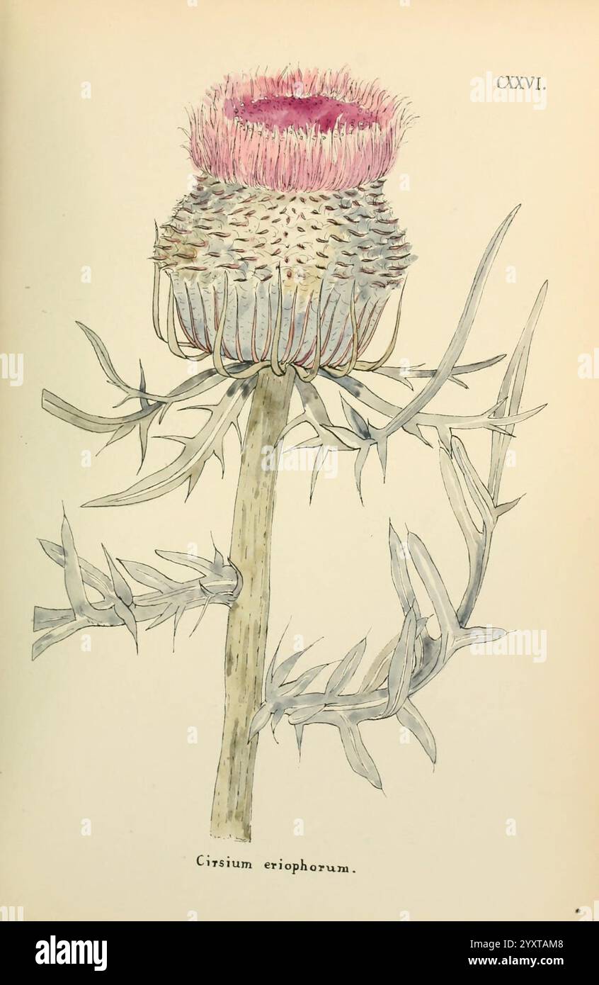 Blumen des Engadins, Winchester, gedruckt für den Autor von Warren und ...