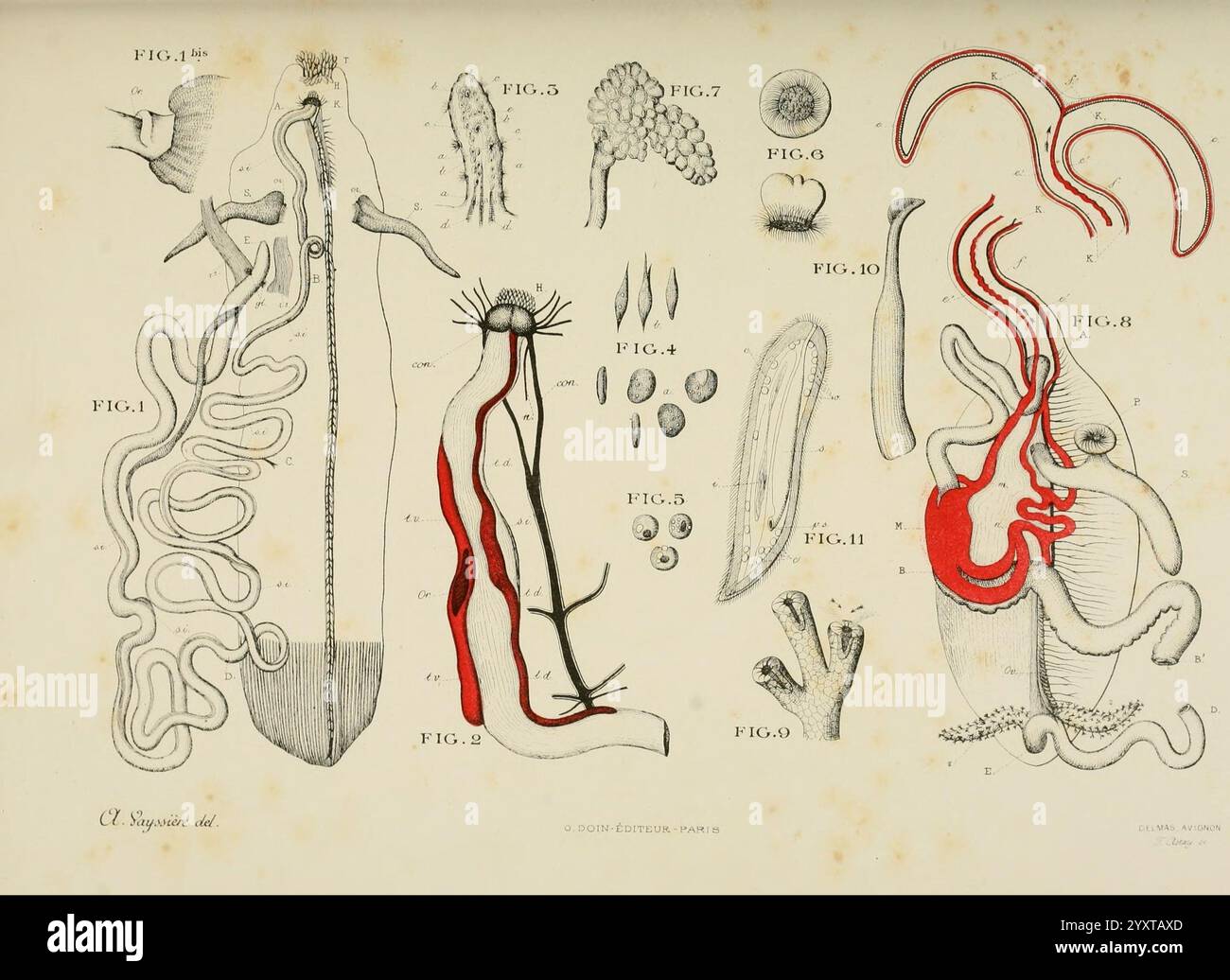 Atlas d'Anatomie comparée des invertébrés, Paris, doin, 1890, Anatomie ...