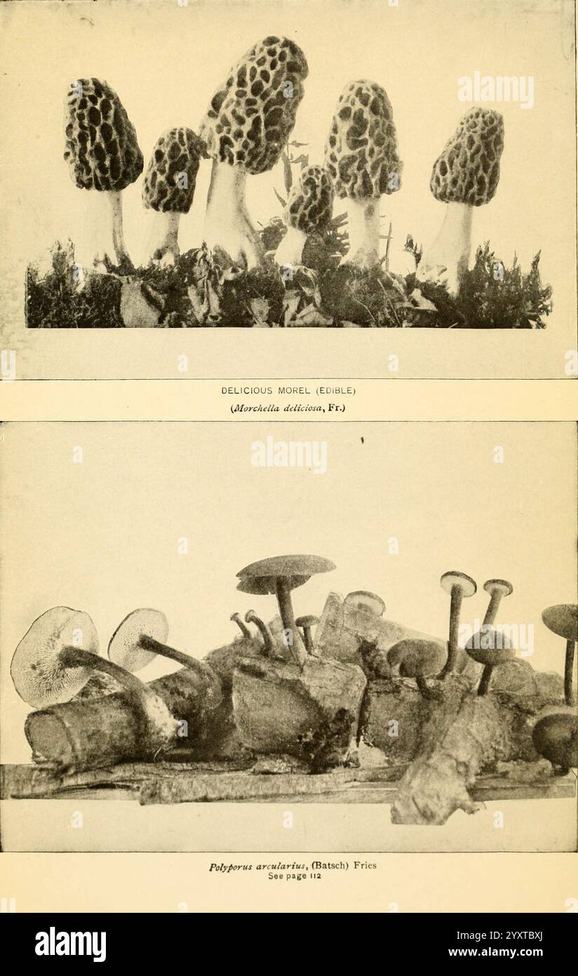 Faszinierende pilzarten -Fotos und -Bildmaterial in hoher Auflösung – Alamy