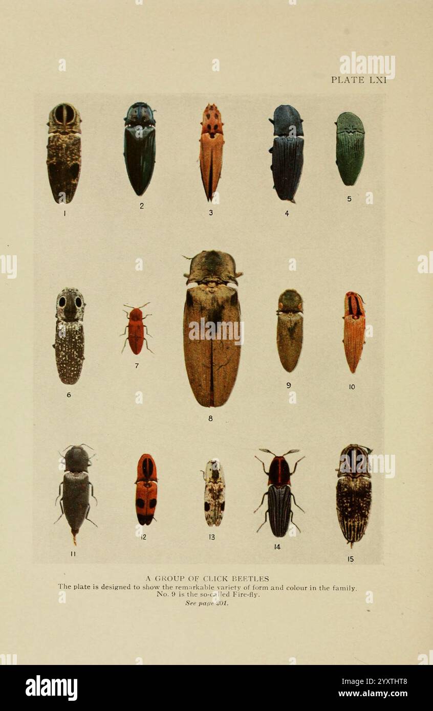 Betonung anatomischer unterschiede -Fotos und -Bildmaterial in hoher ...