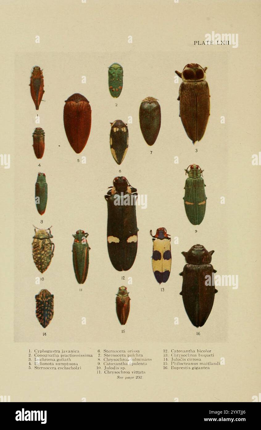 Wissenschaftliche klassifikationen -Fotos und -Bildmaterial in hoher ...