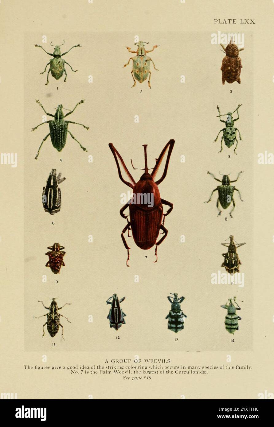 Bestimmte insektenmerkmale -Fotos und -Bildmaterial in hoher Auflösung ...