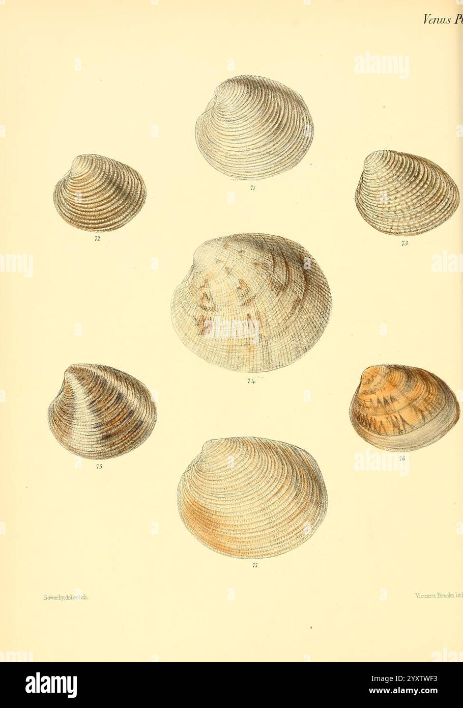Conchologia iconica oder Illustrationen der Muscheln von Weichtieren ...