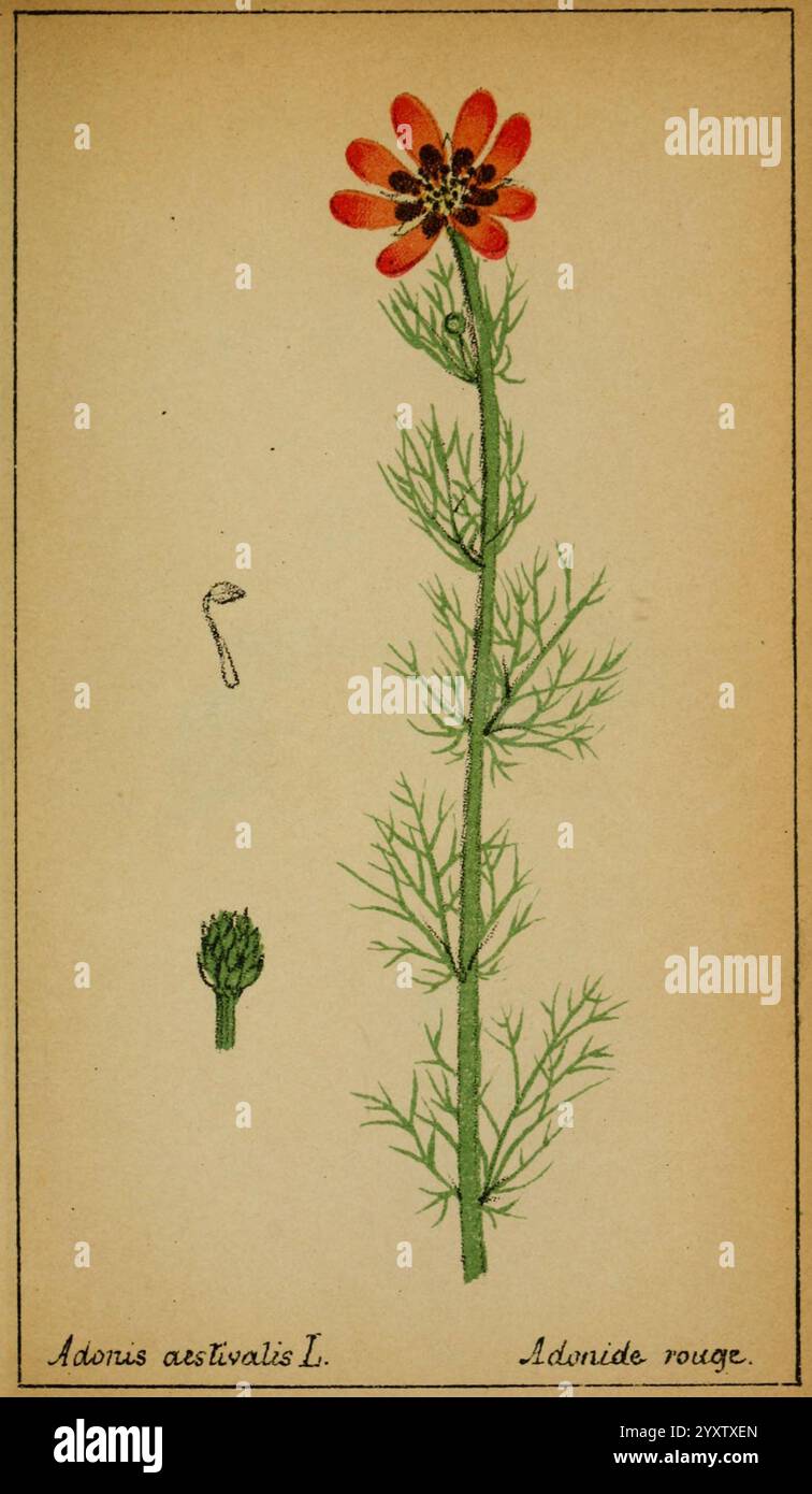 Adonis aestivalis zentrum -Fotos und -Bildmaterial in hoher Auflösung ...