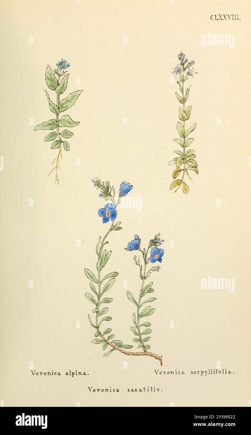 Blumen des Engadins, Winchester, gedruckt für den Autor von Warren und ...