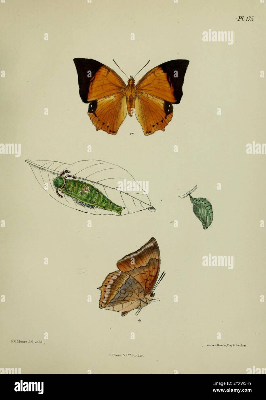 Schwarze schmetterlingsdisplays -Fotos und -Bildmaterial in hoher ...